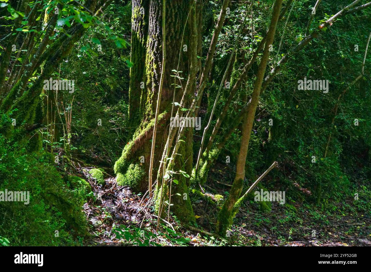 Dense forest with towering trees draped in green moss, creating a ...