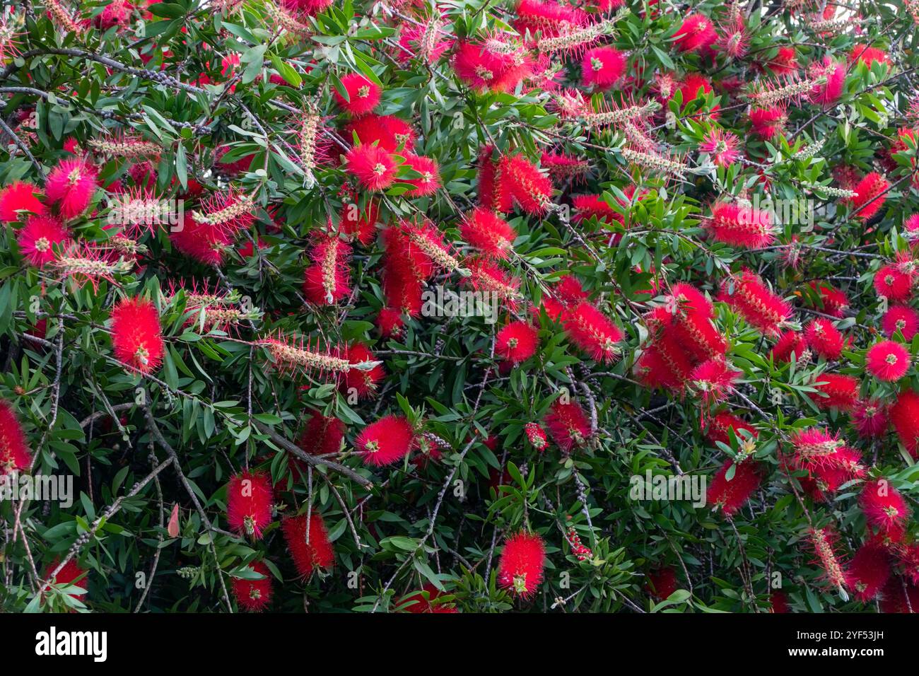 Red Callistemon flower (Callistemon chinensis L Stock Photo - Alamy
