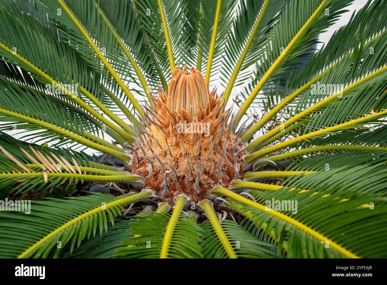 Cycas revoluta, also known as the palm tree, is a species of flowering ...
