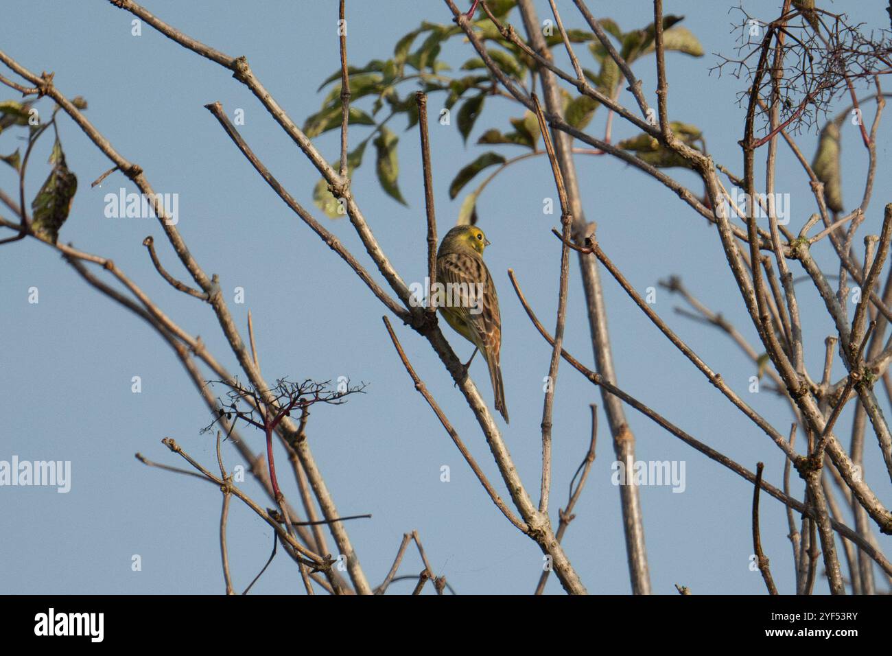 Yellowhammer perching on branch hi-res stock photography and images - Alamy