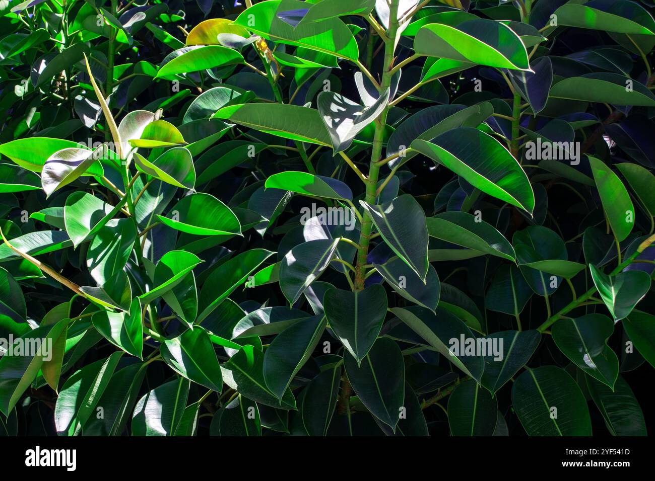Ficus elastica or ficus-indica is a species of rubber tree Stock Photo ...