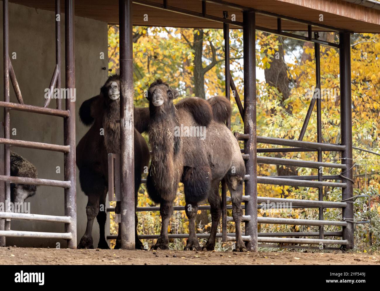 Bactrian Camels On Farm Exhibit Unique Beauty With Their Two Humps ...