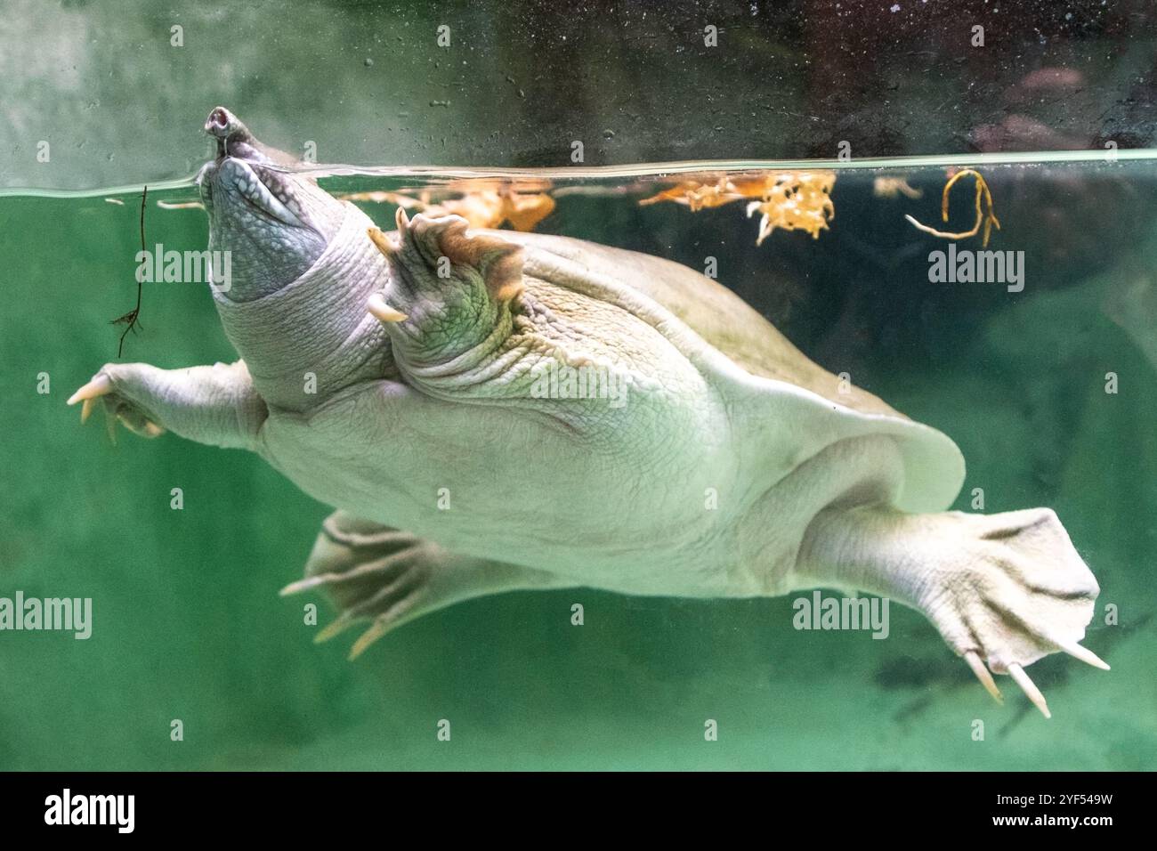 Common softshell turtle swimming in an aquarium. Aquarium. Animal Stock ...