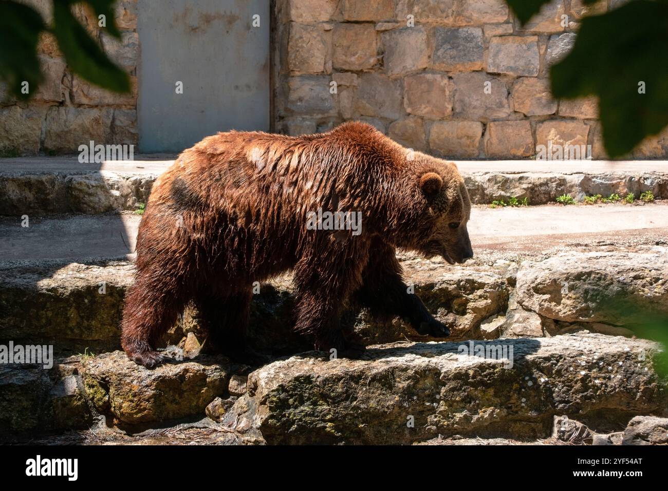 Brown bear in the zoo. Animal in captivity. Wildlife scene Stock Photo ...