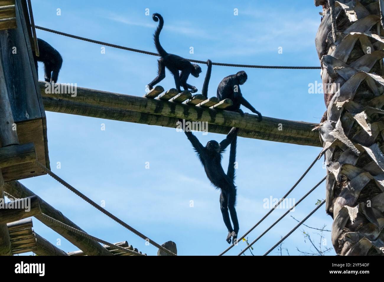 Chimpanzee monkeys hanging on a rope in a zoo Stock Photo - Alamy