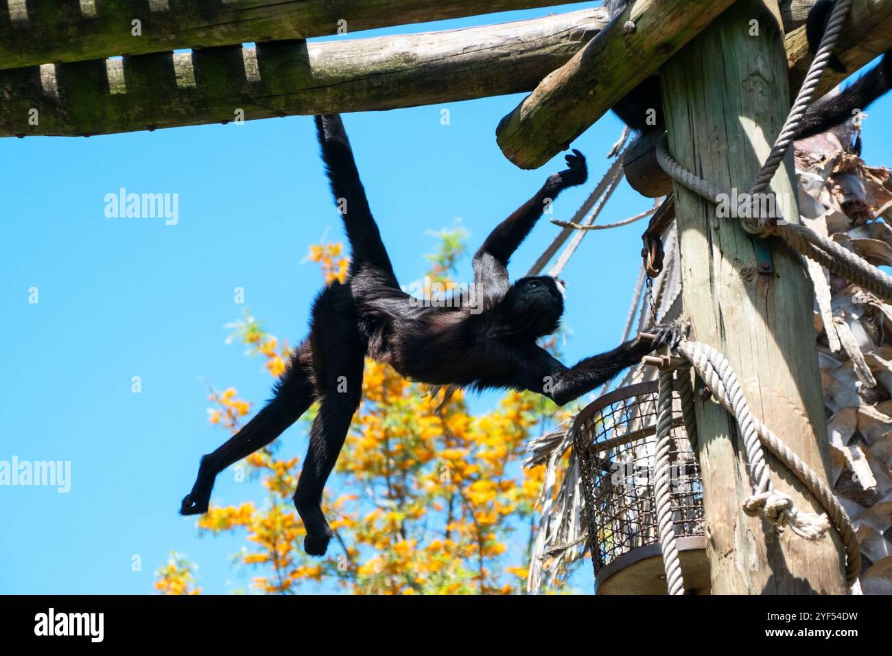 White-cheeked spider monkey (Hylobates germanica Stock Photo - Alamy