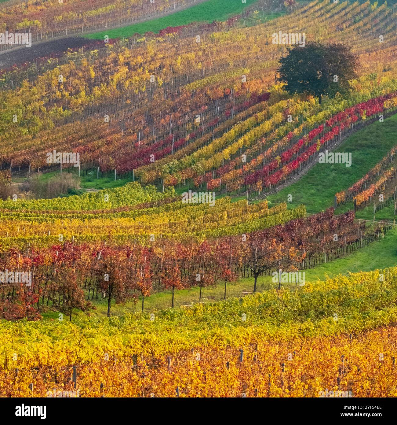 Undulating landscape with vineyards, photographed in autumn in ...