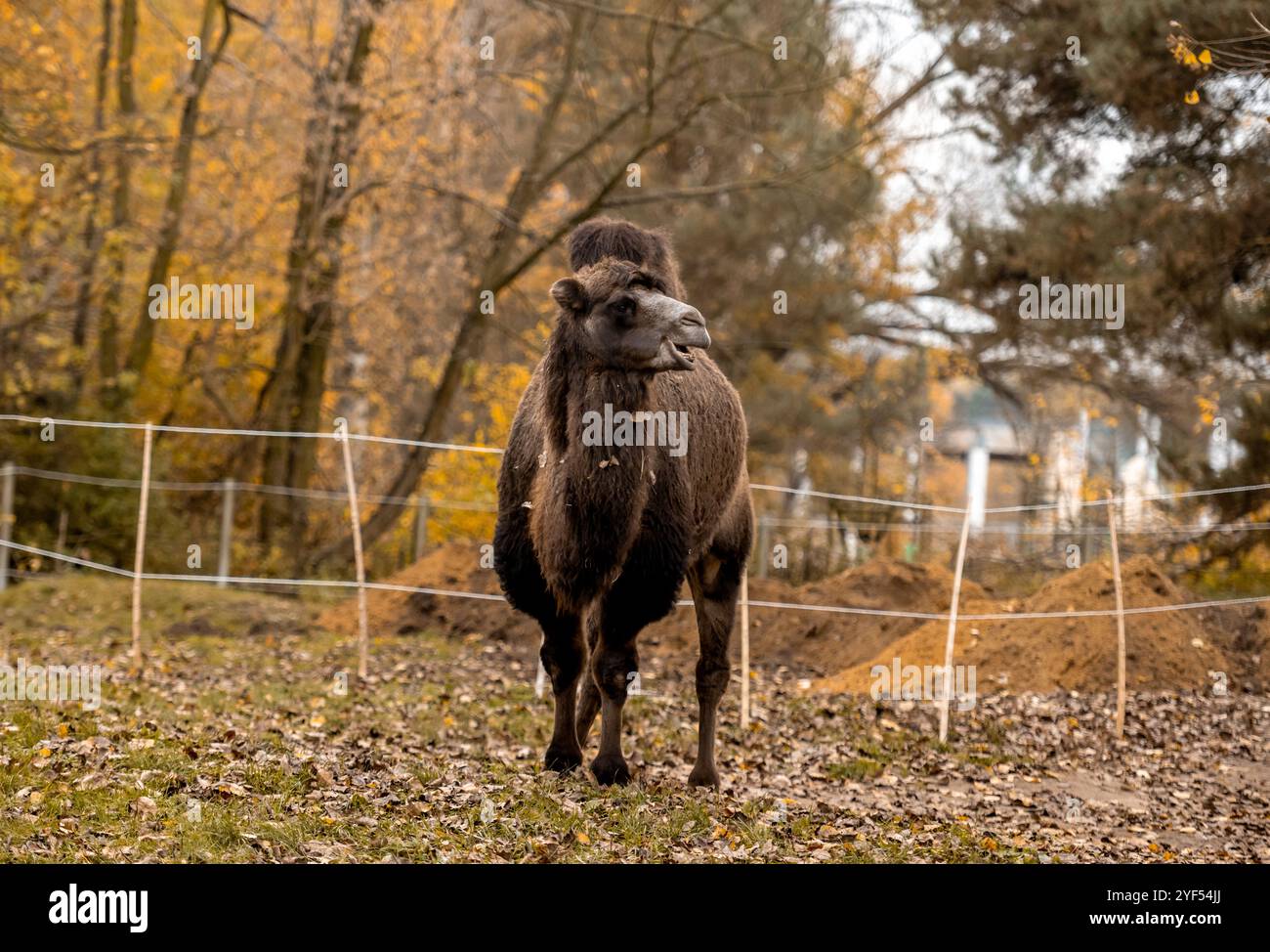 Bactrian Camels Stand Against Backdrop Of Trees In Autumn Stock Photo ...
