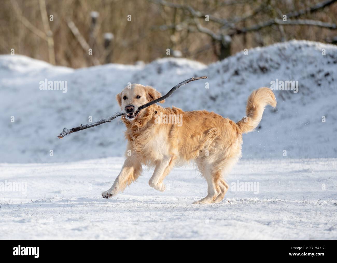 Golden Retriever Runs With Stick Through Snowy Winter Park Stock Photo ...