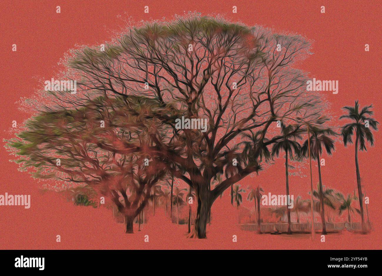 East Indian Walnut tree on orange terracotta background. Beautiful ...