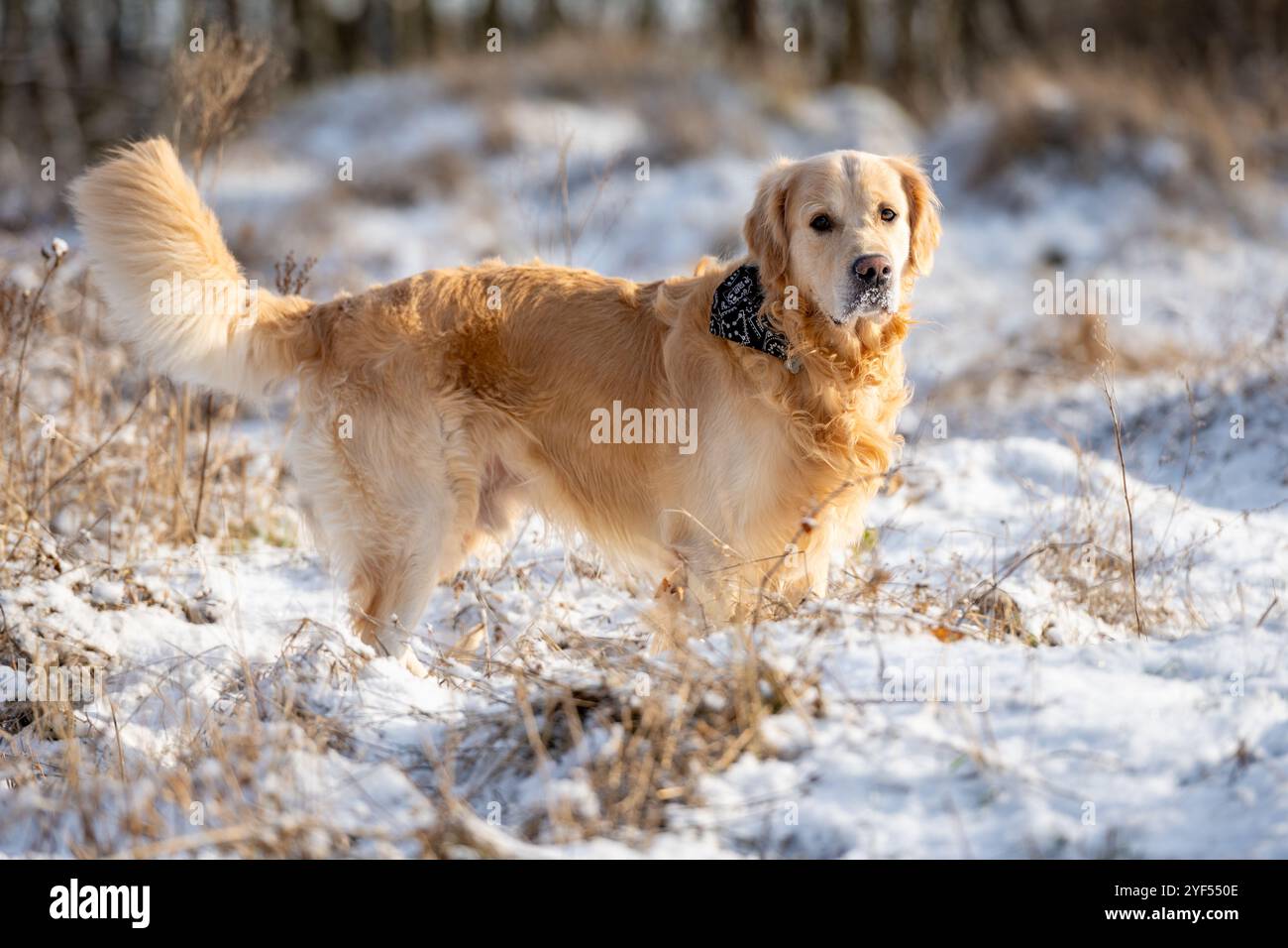 Tall dog stands hi-res stock photography and images - Alamy