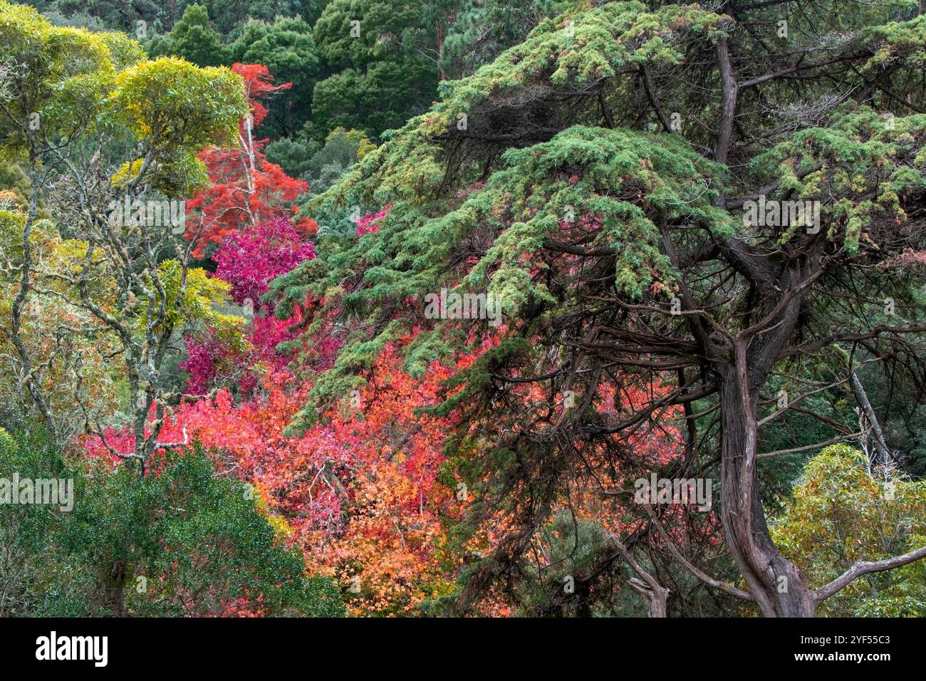 Autumn leaves on the trees in the botanical garden in Kyoto, Japan ...
