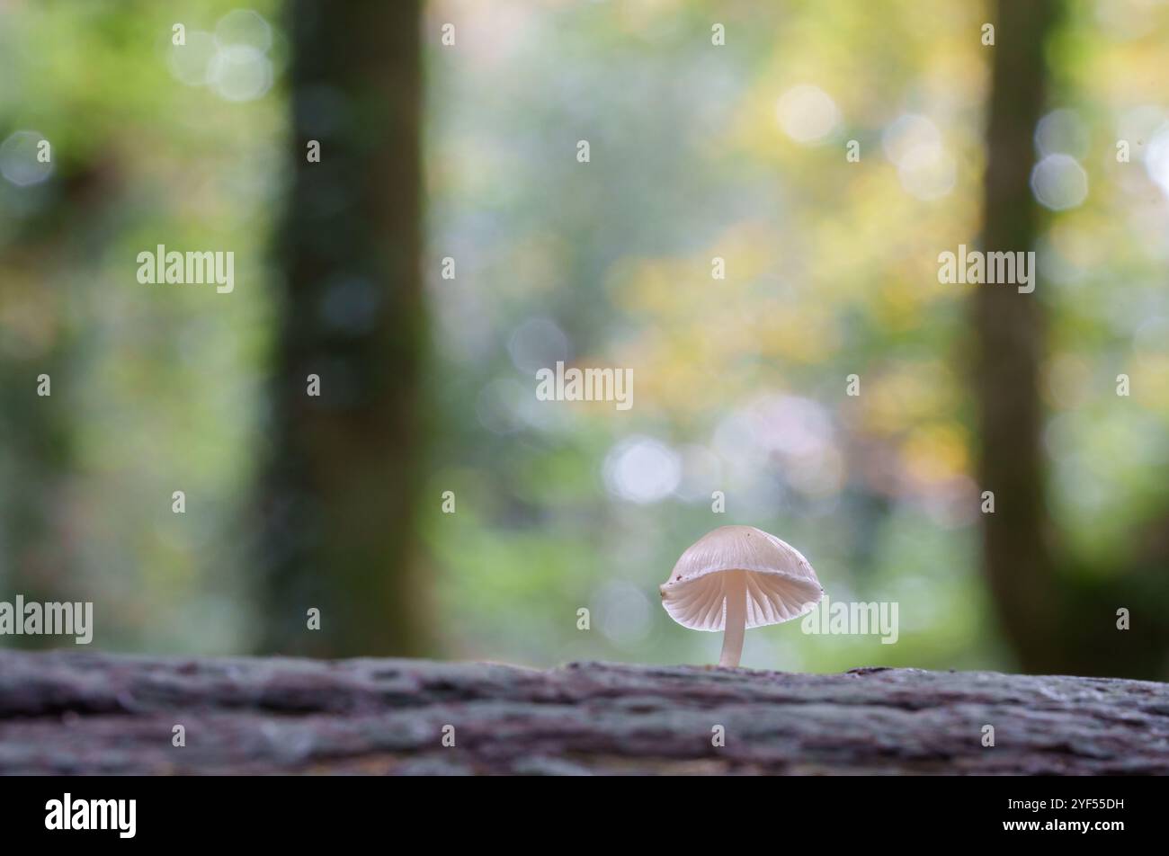 Single mushroom in the New Forest Stock Photo - Alamy