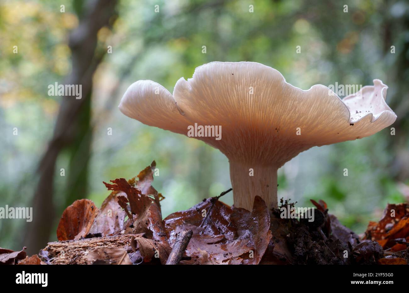 Single mushroom in the New Forest Stock Photo - Alamy