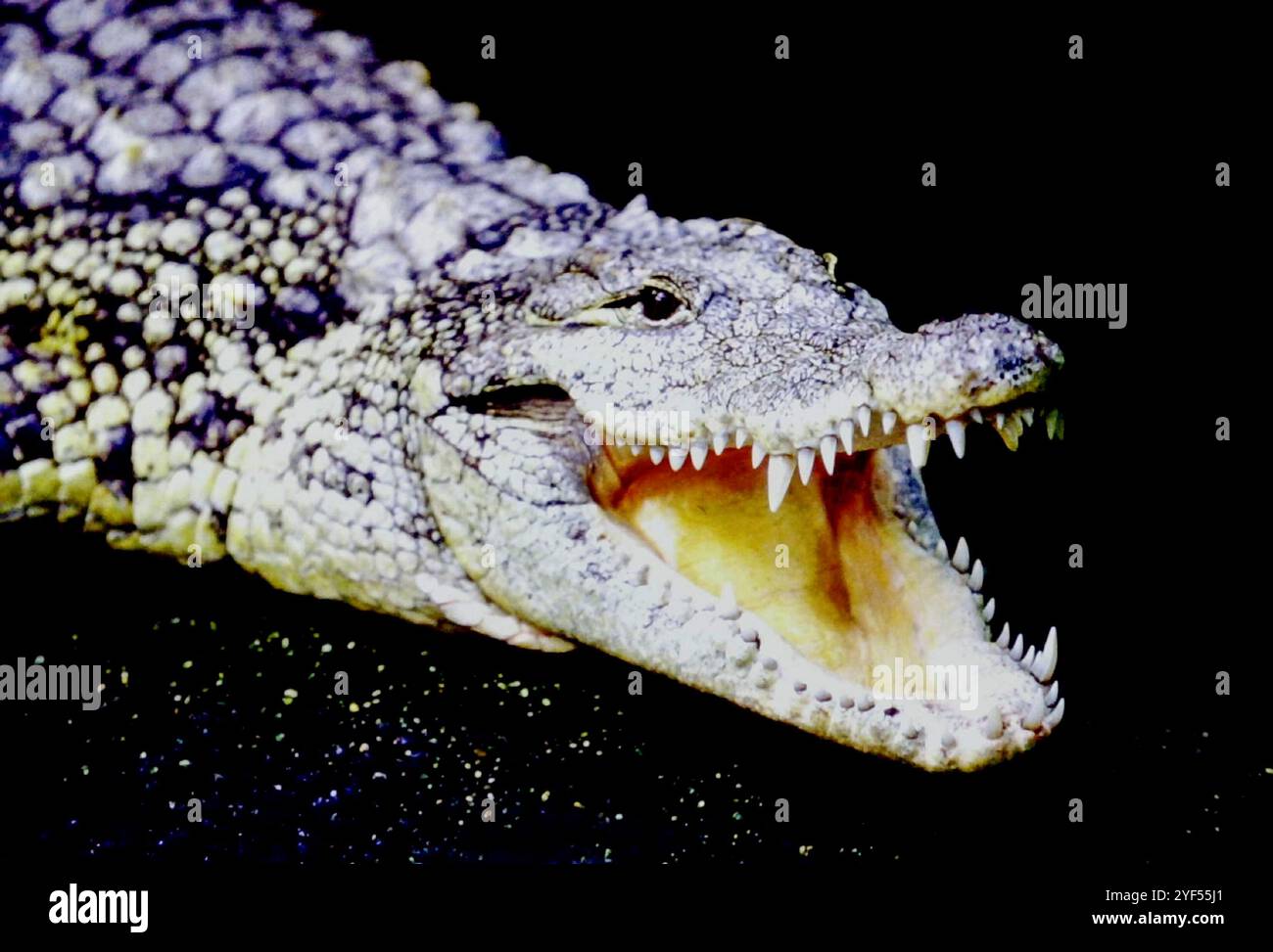 Closeup of mouth wide open hi-res stock photography and images - Alamy