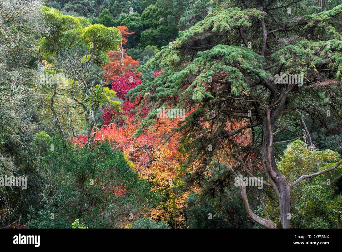 Autumn leaves on the trees in the botanical garden in Kyoto Stock Photo ...