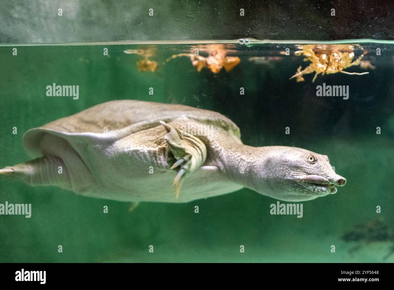 Softshell turtle swimming in a tank. Water. Wildlife Stock Photo - Alamy