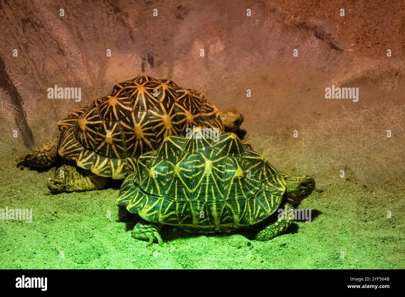Turtles resting on a rock under the warm sun beside a pond Stock Photo ...