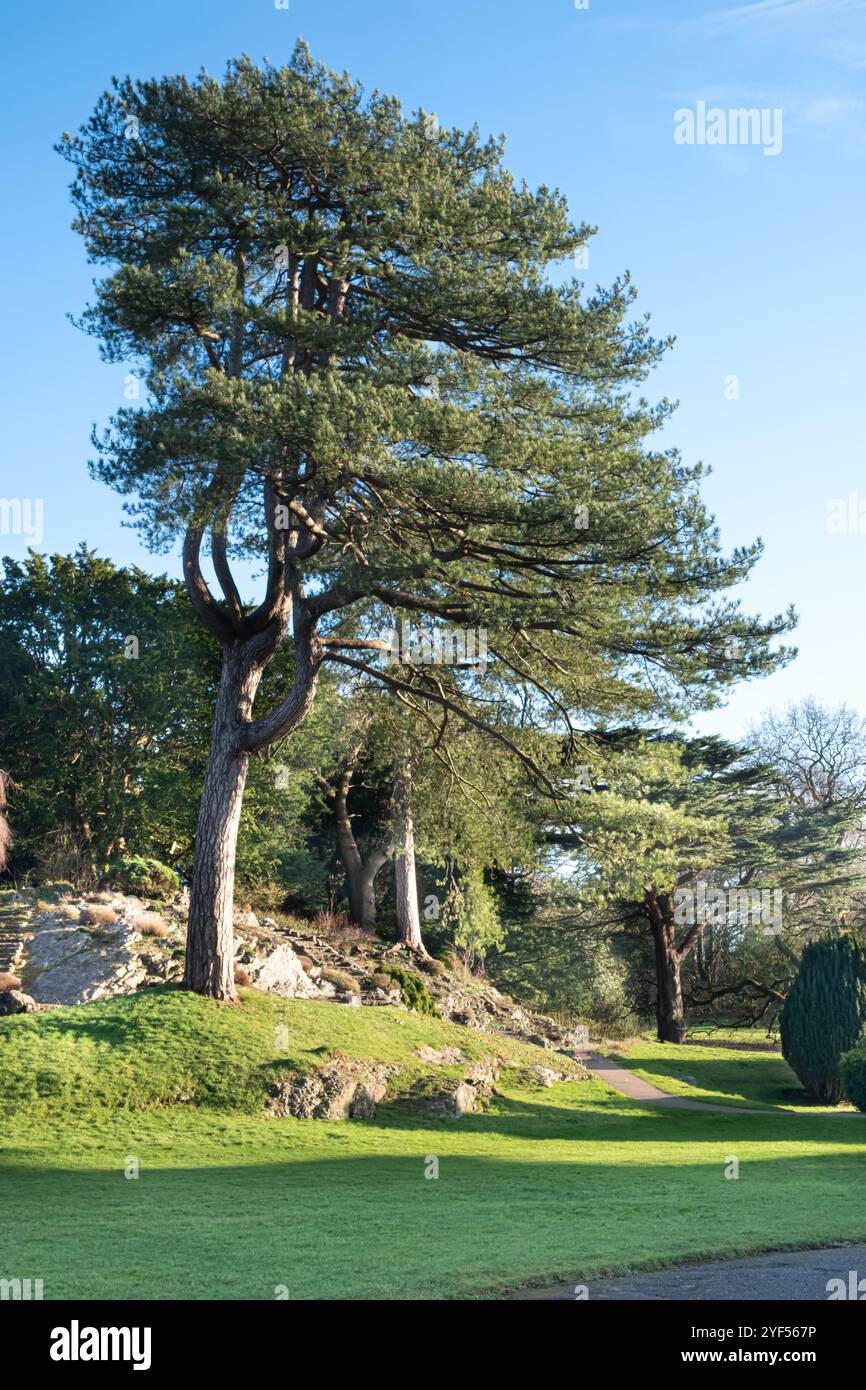 Tall majestic pine tree hi-res stock photography and images - Alamy