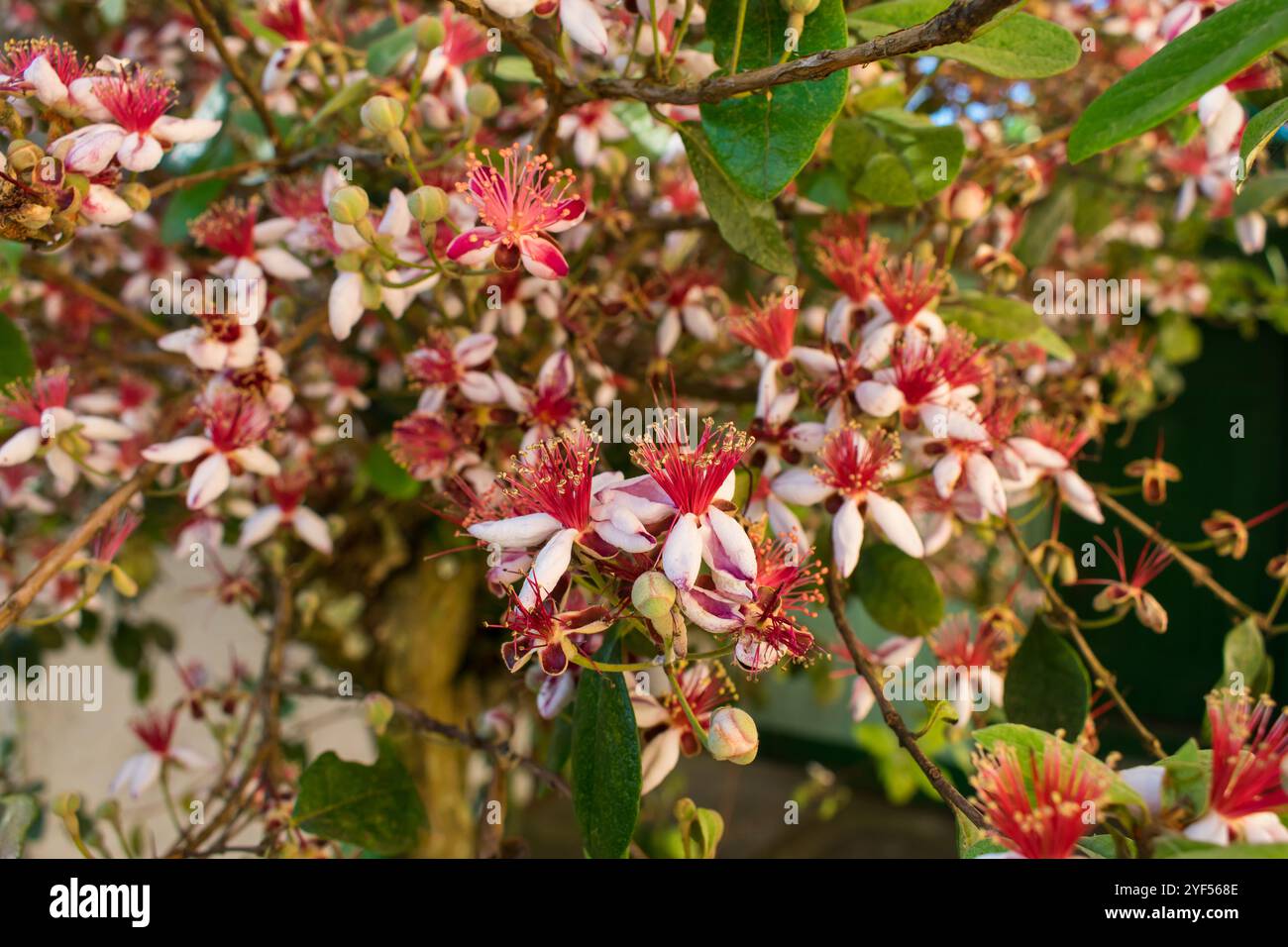 Pineapple guava (Acca sellowiana) flowers, native fruit tree in Sao ...