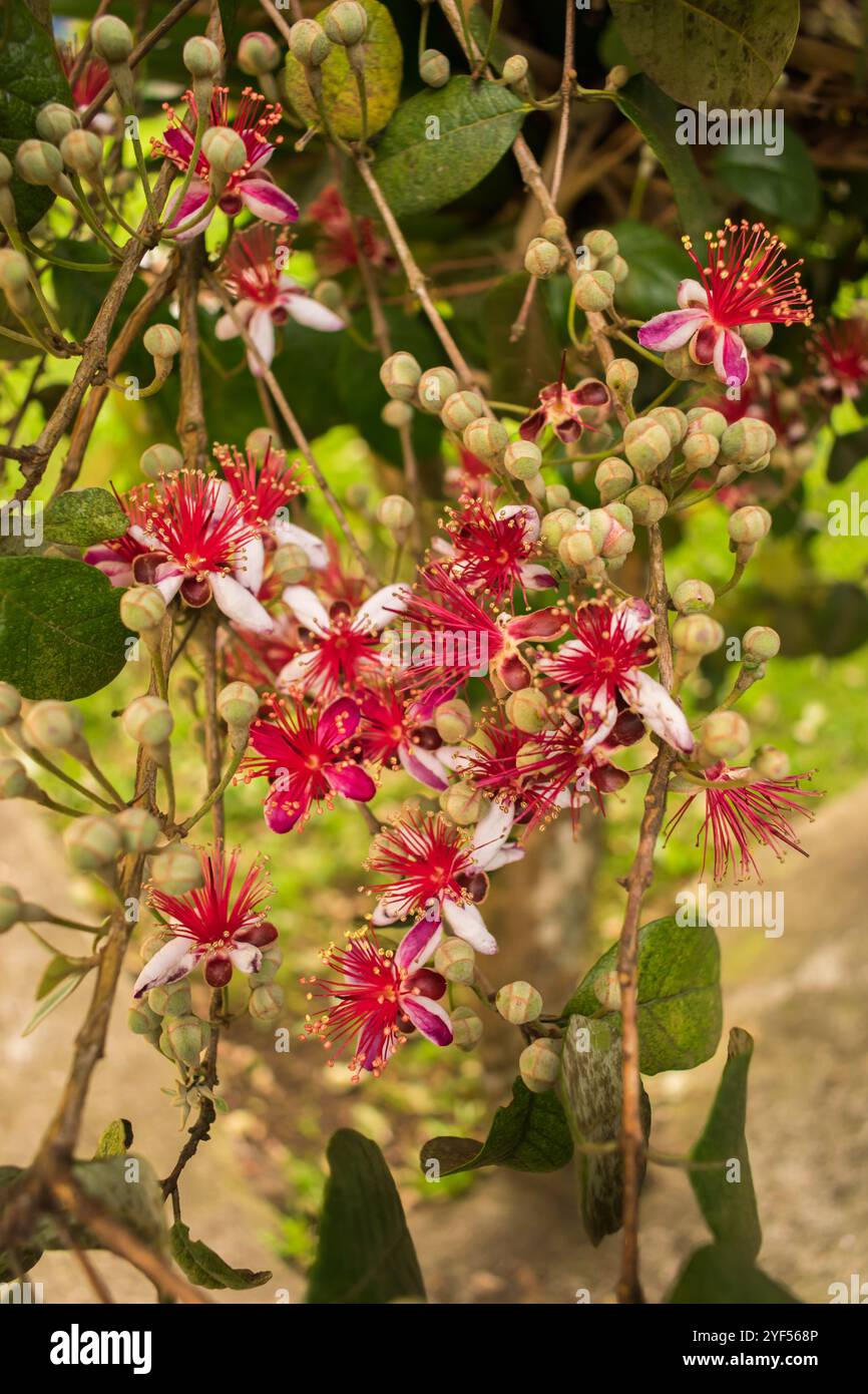Pineapple guava (Acca sellowiana) flowers, native fruit tree in Sao ...