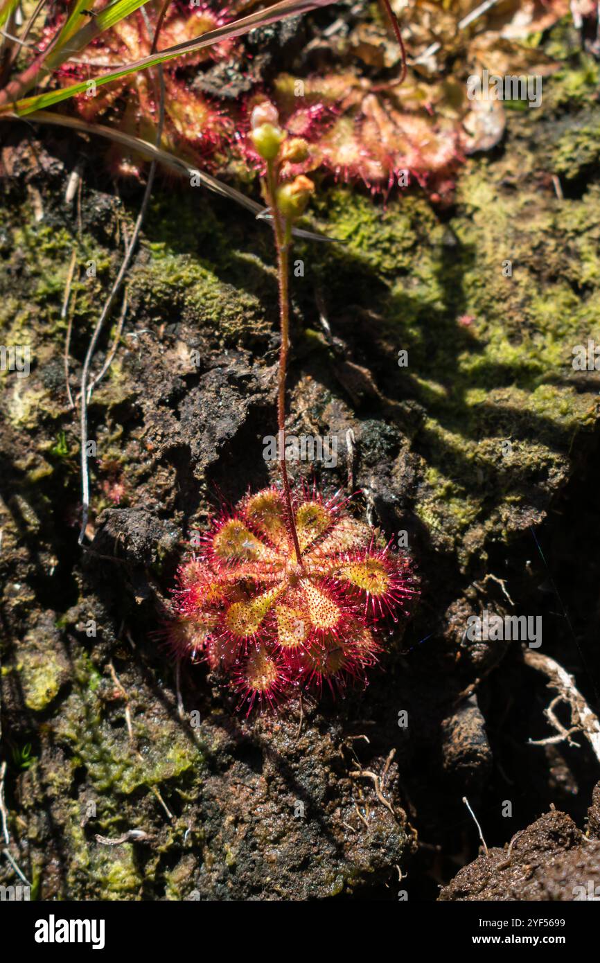 Dwarf sundew (Drosera brevifolia) native carnivorous plant in Sao ...