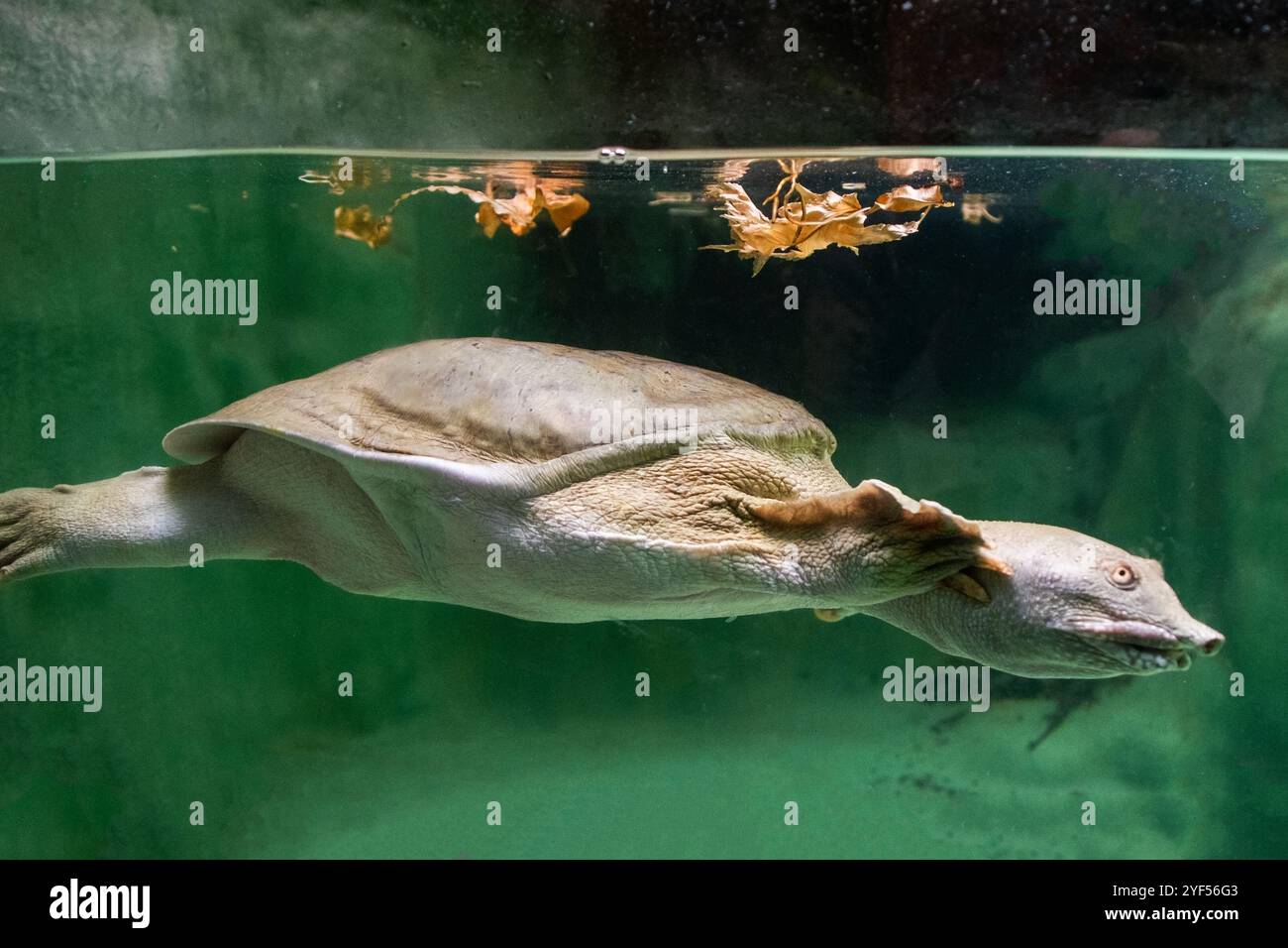 Freshwater turtle in a clear aquarium. Reptile. Nature Stock Photo - Alamy