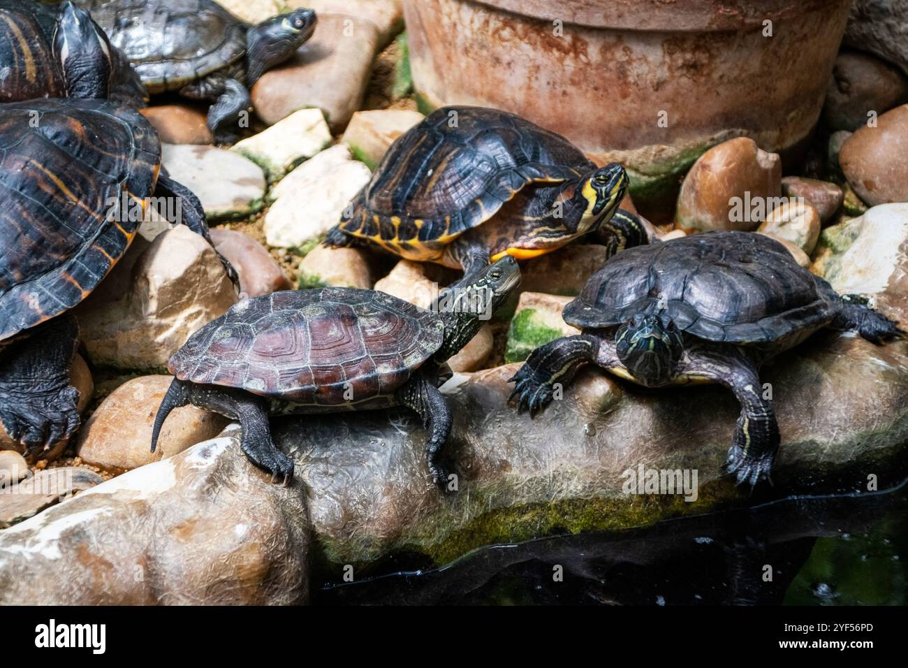 Group turtles basking on hi-res stock photography and images - Alamy