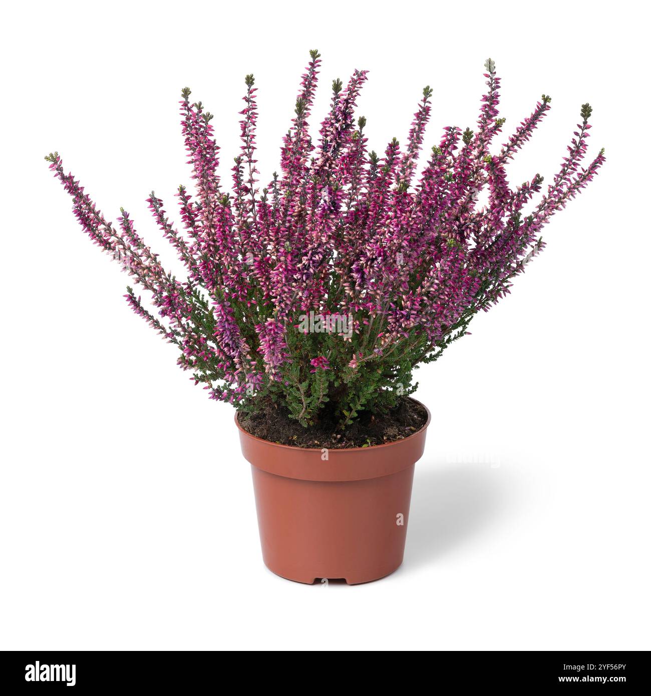 Potted purple flowering Erica plant close up isolated on white ...