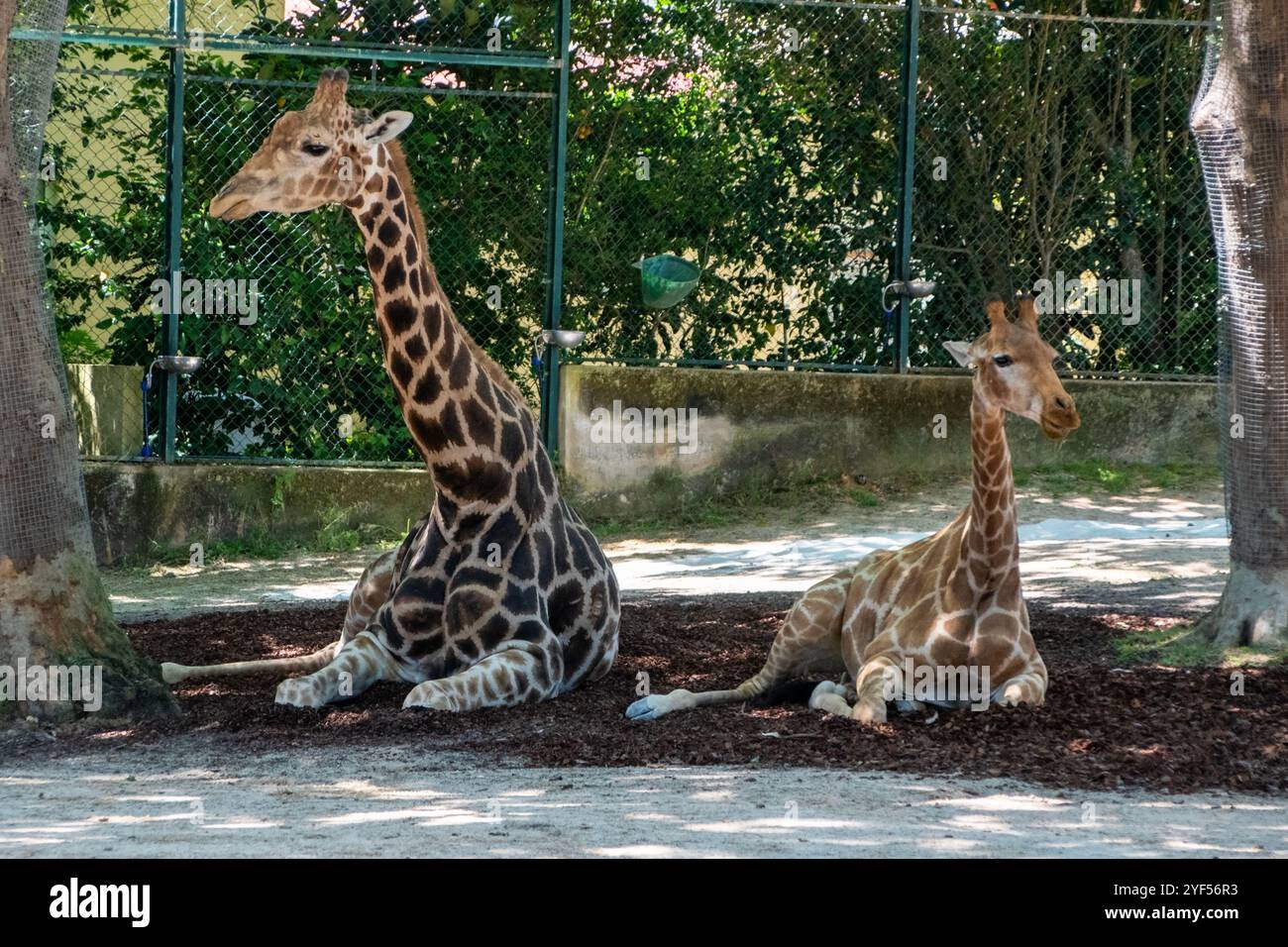 Giraffe in its zoo habitat, showcasing the beauty of nature and wild ...