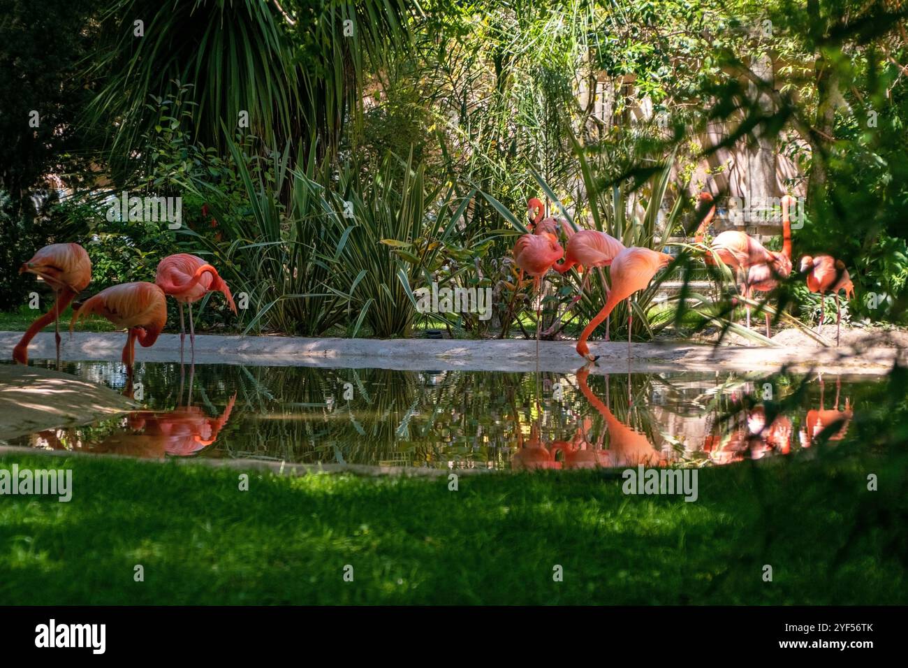 Tropical flamingos in the sun Stock Photo - Alamy