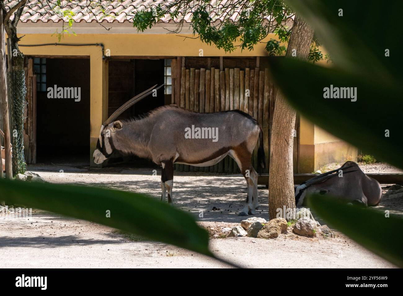 Gemsbok in captivity, zoo animal Stock Photo - Alamy