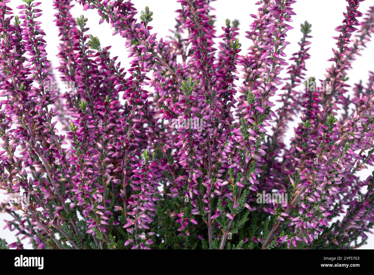Purple flowering Erica plant close up on white background Stock Photo ...