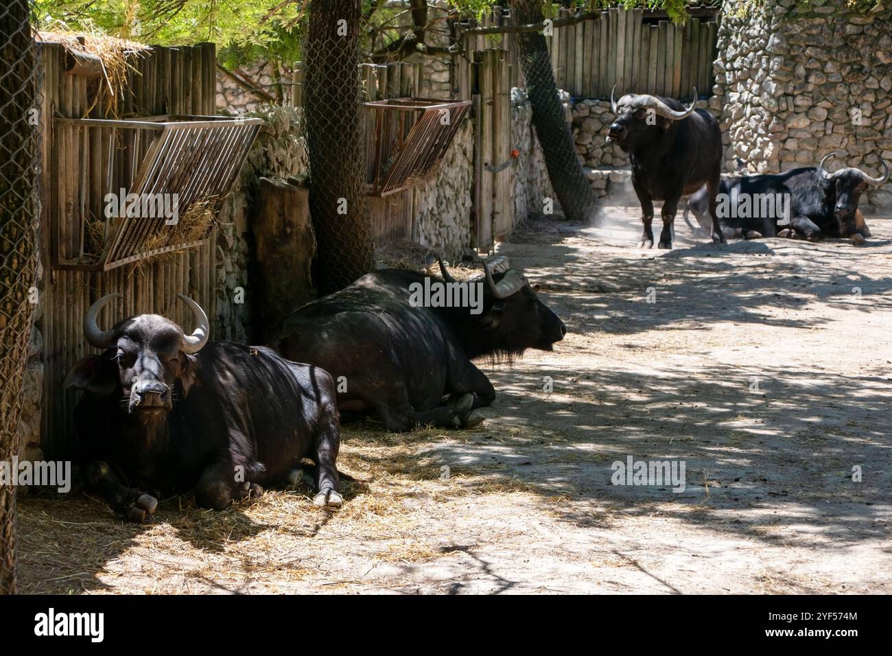 Black water buffalo hi-res stock photography and images - Alamy