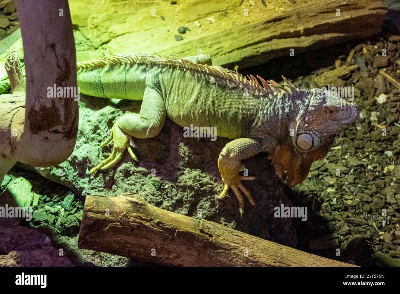 Iguana inside terrarium, pet reptile in enclosure Stock Photo - Alamy