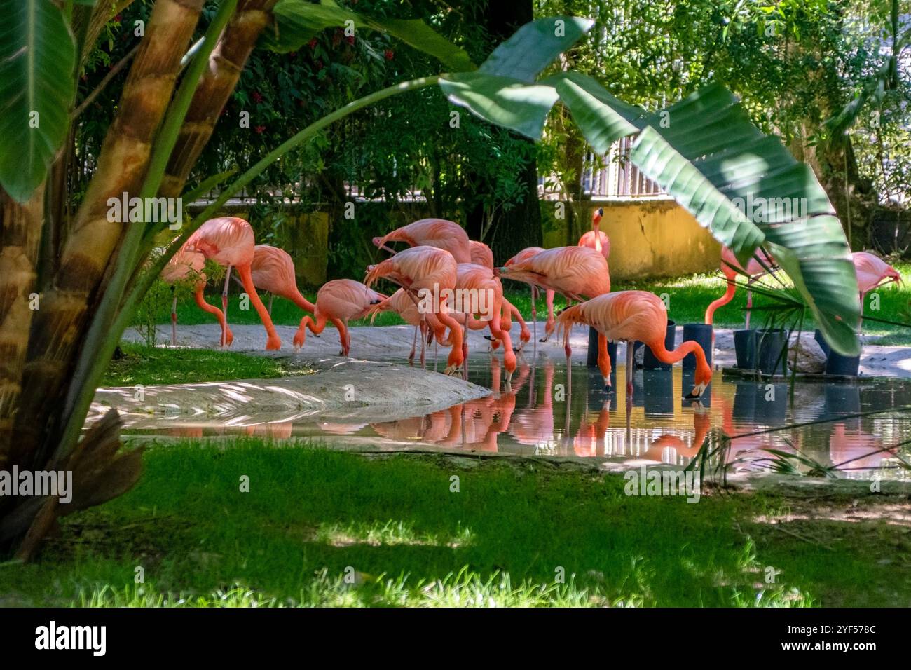 Flamingo park in miami beach hi-res stock photography and images - Alamy