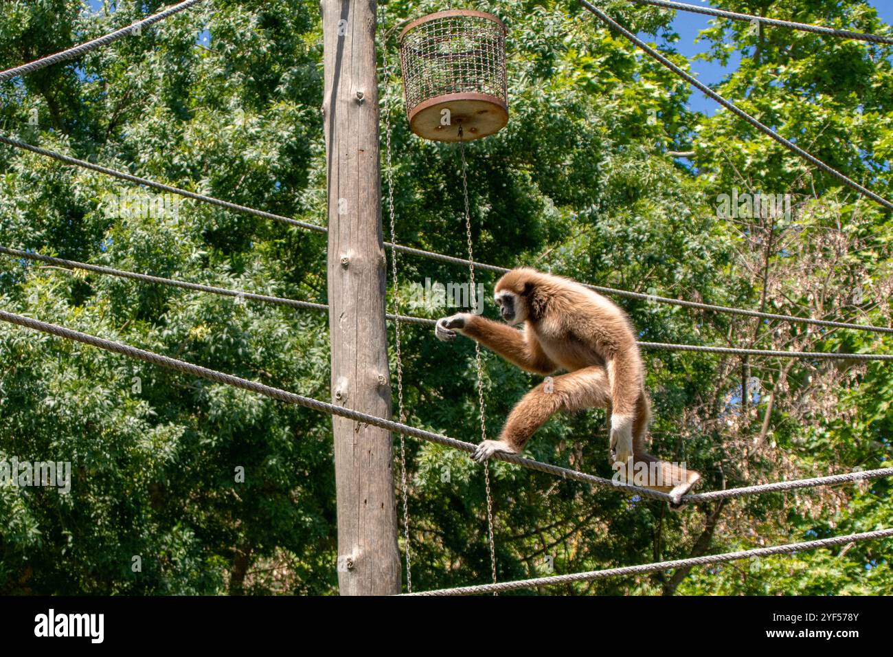 Gibbon swinging on ropes in an outdoor jungle gym with sunshine and ...