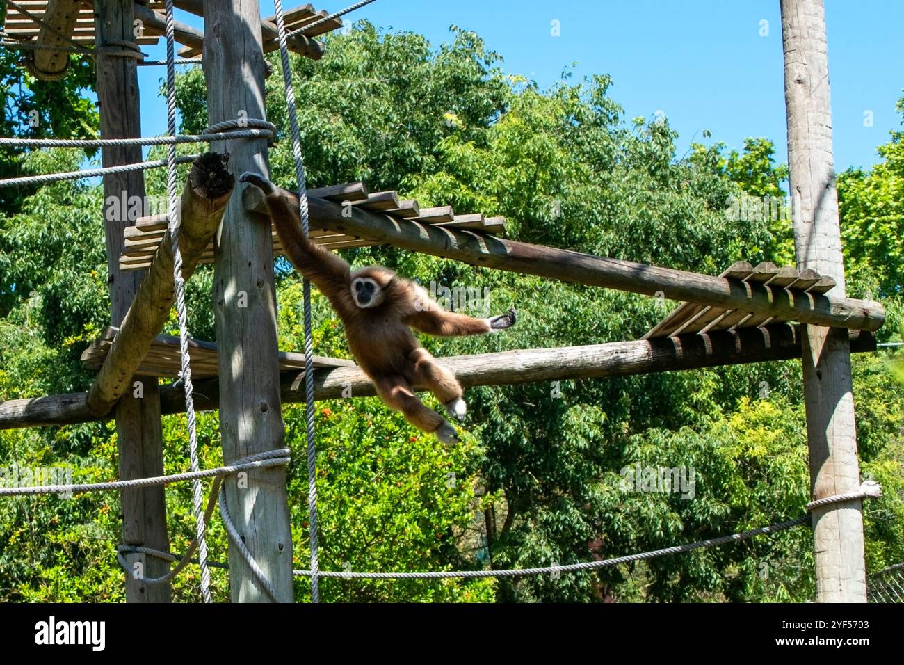 Monkey hanging from ropes in a treetop obstacle course on a warm summer ...