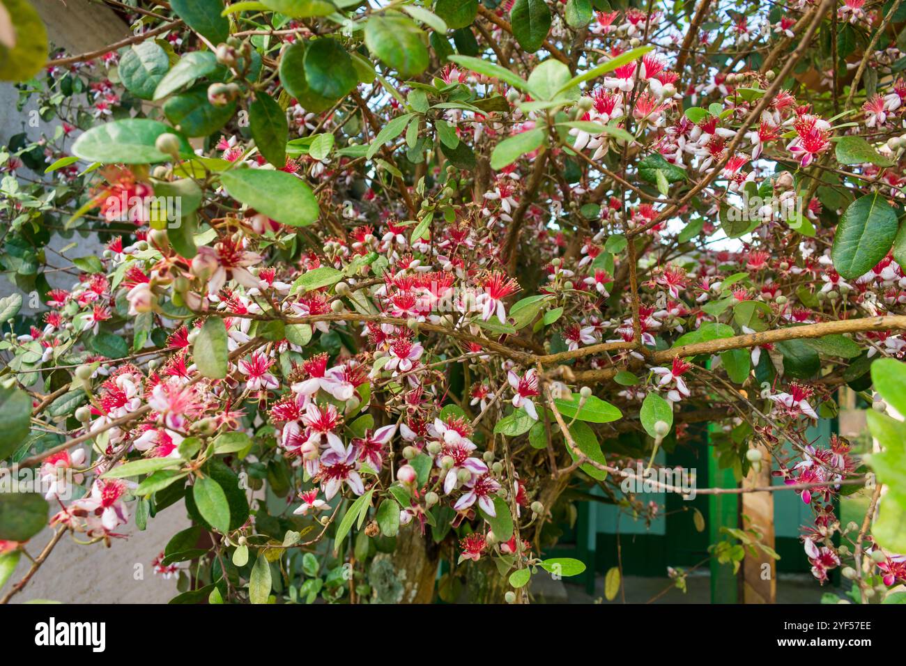 Pineapple guava (Acca sellowiana) flowers, native fruit tree in Sao ...
