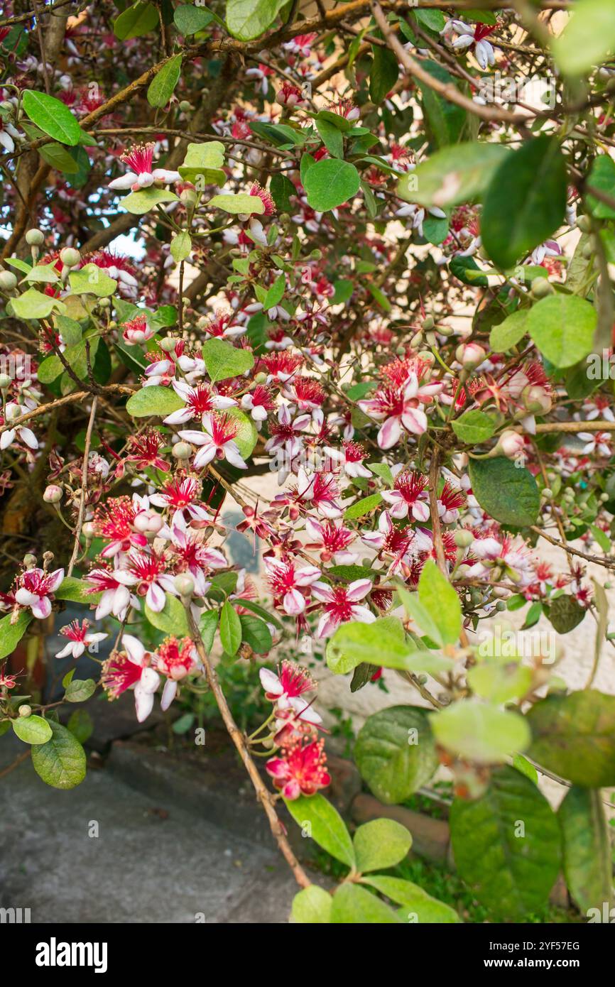 Pineapple guava (Acca sellowiana) flowers, native fruit tree in Sao ...