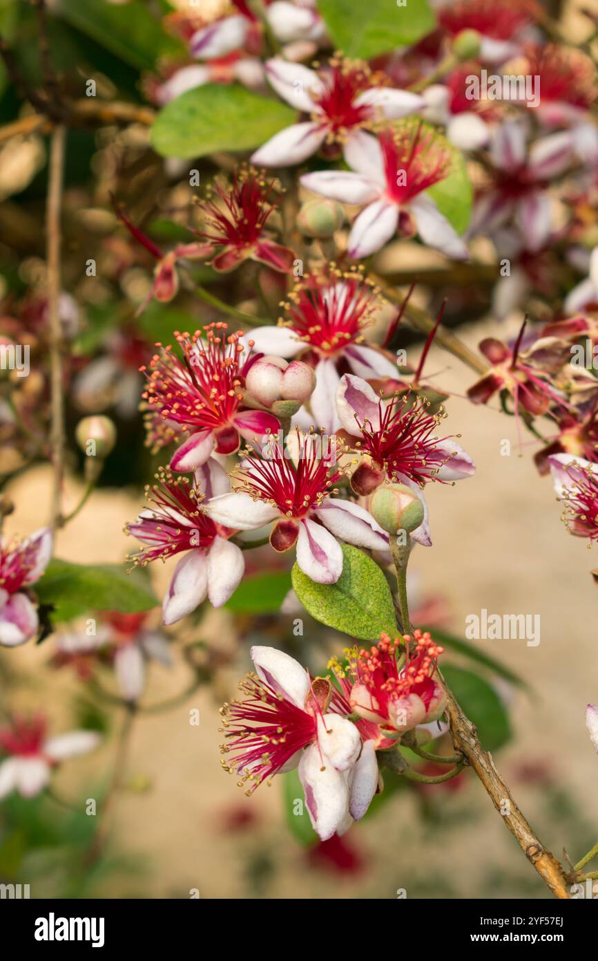 Pineapple guava (Acca sellowiana) flowers, native fruit tree in Sao ...