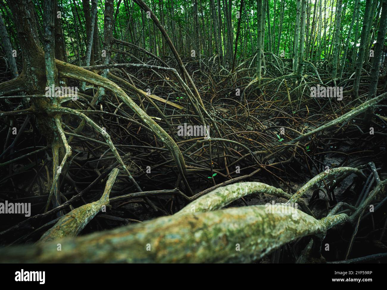 Mangrove roots. Complex network in coastal wetland waters. Habitat for ...