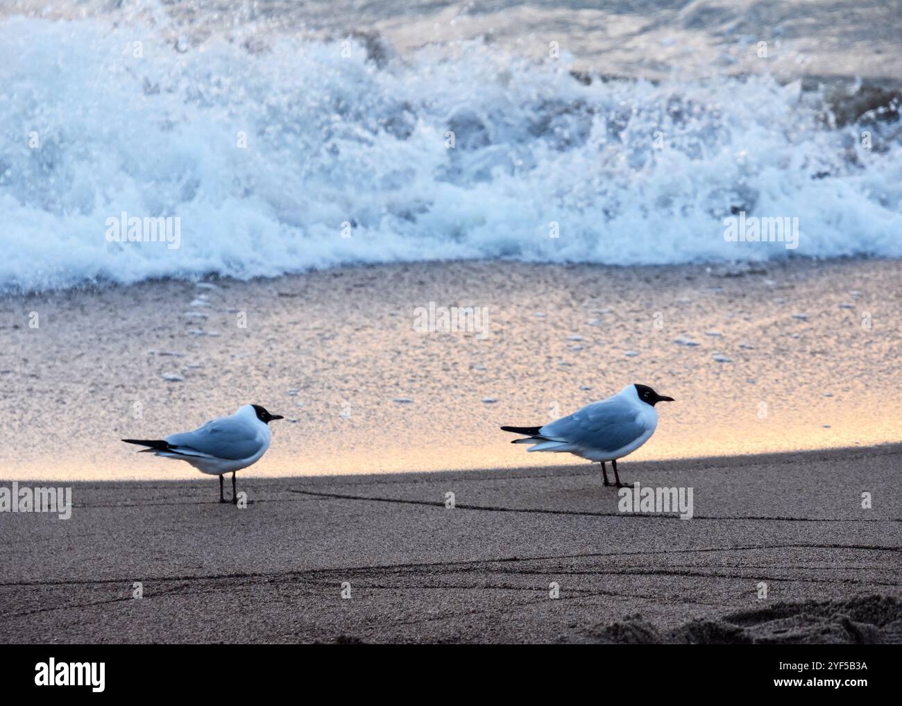 Two seagulls are peacefully standing on the sandy beach near the ocean ...