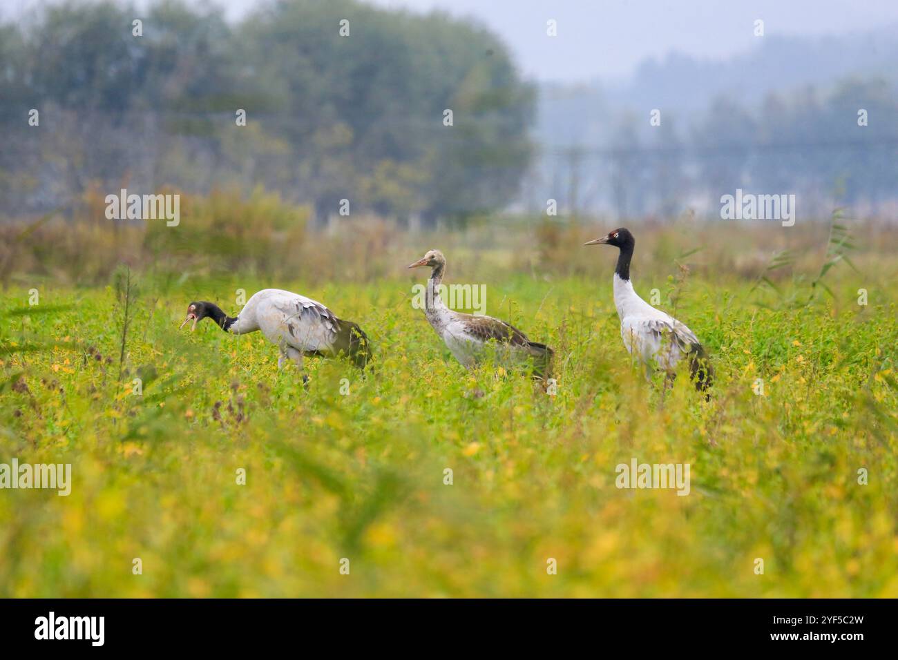 WEINING, CHINA - NOVEMBER 3, 2024 - The first batch of migratory black ...