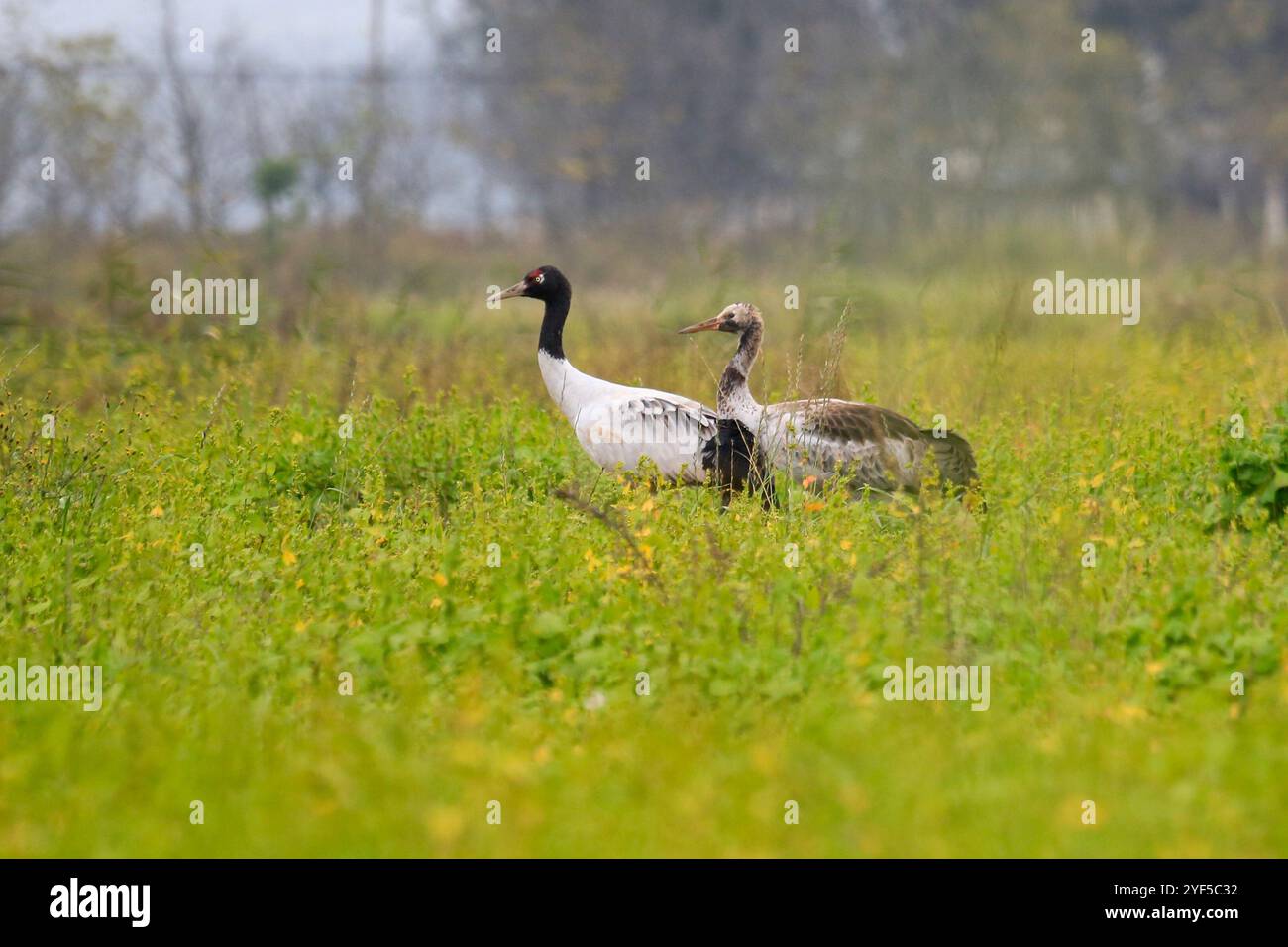 WEINING, CHINA - NOVEMBER 3, 2024 - The first batch of migratory black ...