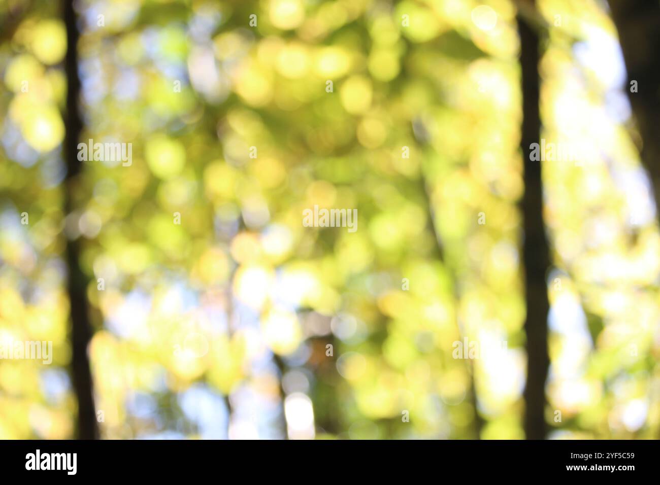 A photograph of out of focus greenery woodland background. Natureal ...