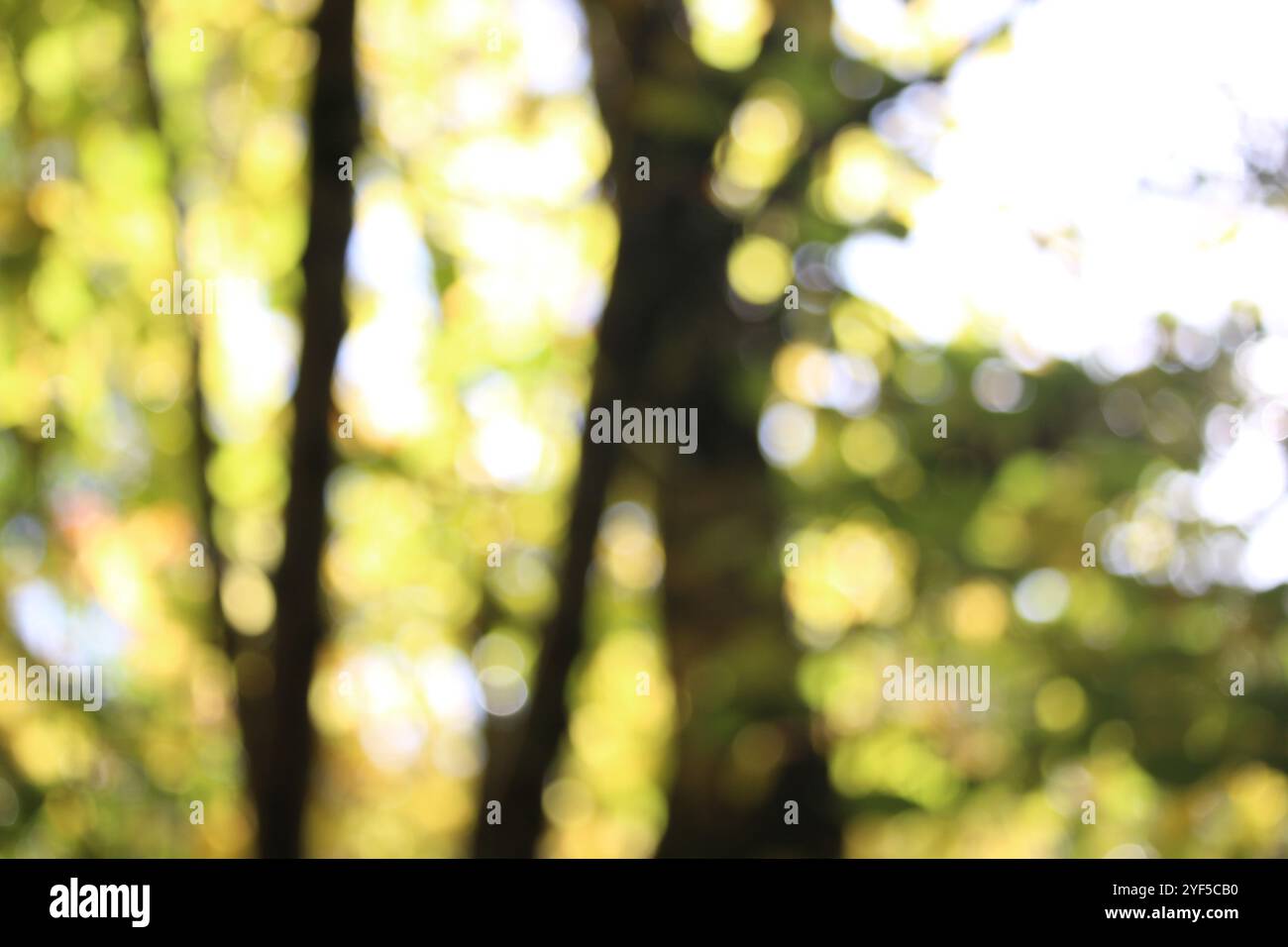 A photograph of out of focus greenery woodland background. Natureal ...