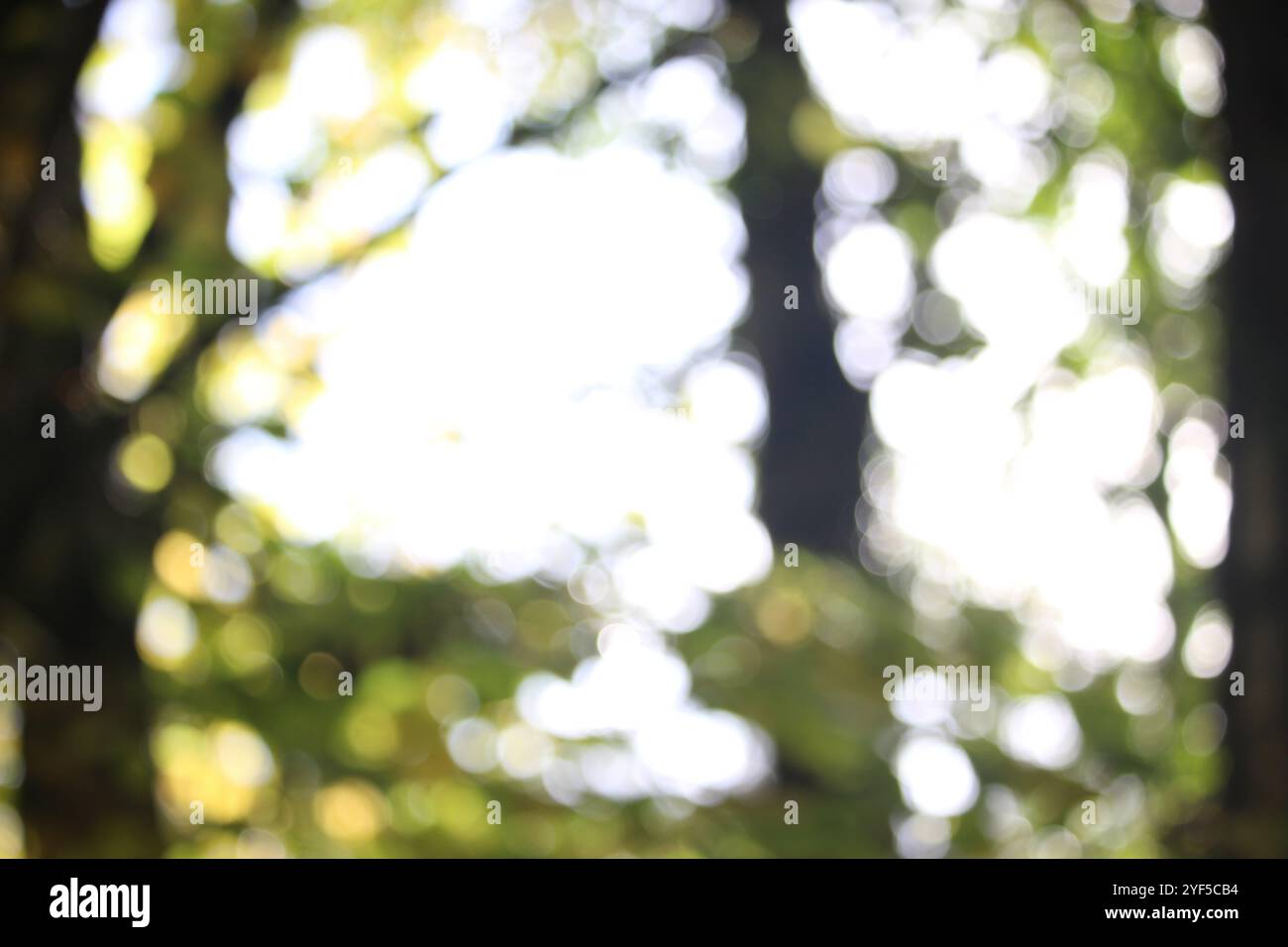 A photograph of out of focus greenery woodland background. Natureal ...