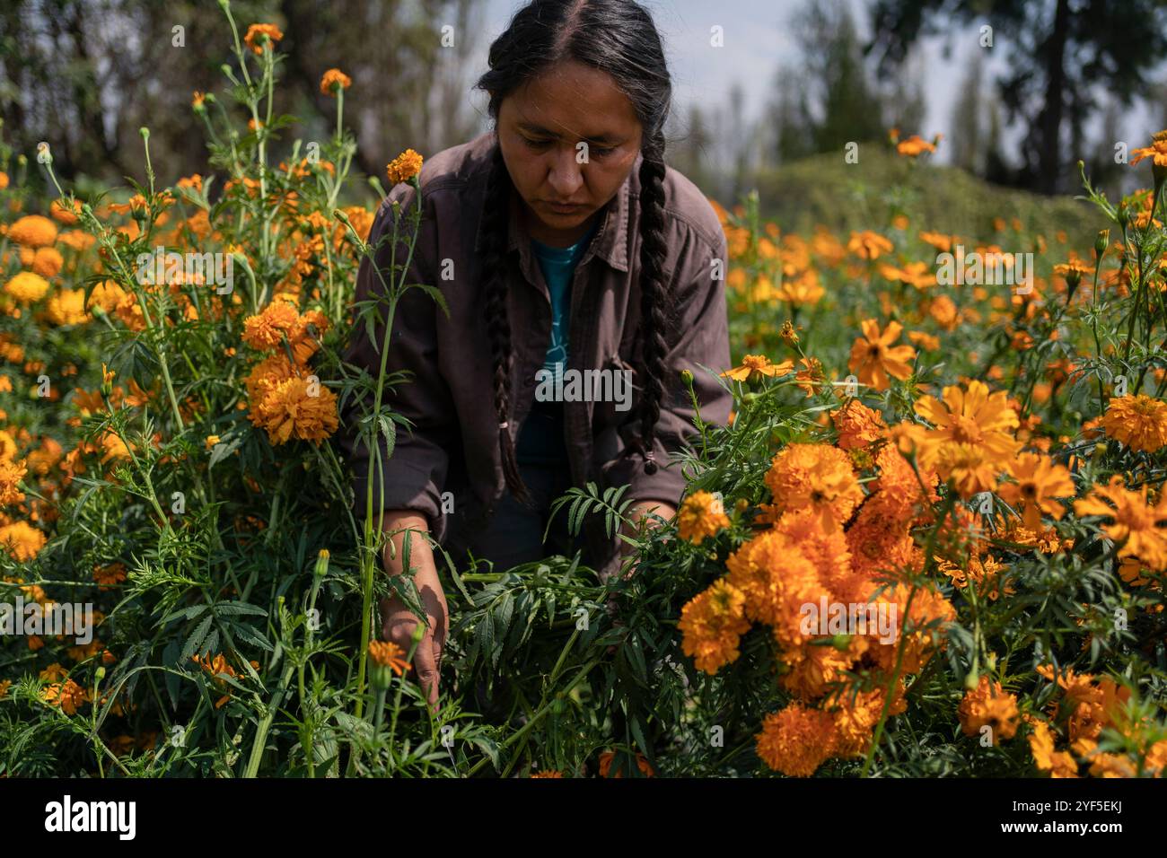 Cassandra Garduno cuts Mexican marigold flowers known as cempasuchil ...
