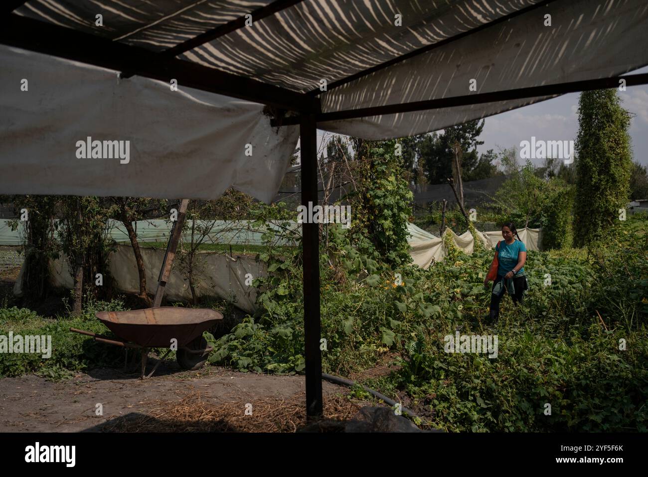 Cassandra Garduno walks in her floating garden in the Xochimilco ...